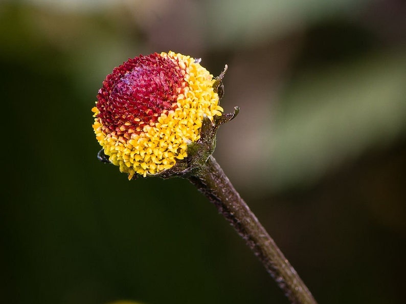 Paracress Toothache Plant 200 Seeds Medicinal & Culinary | Etsy