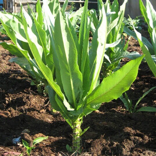 Celtuce Summer 38 200 Seeds Chinese Stem Lettuce Seeds - Etsy