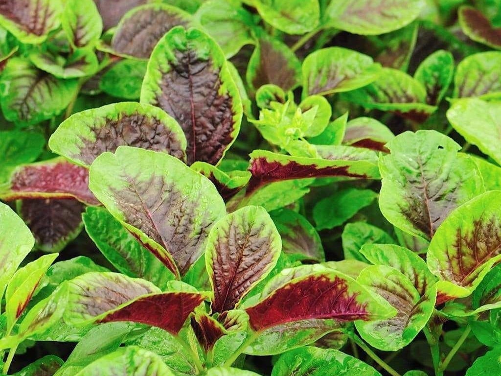 Red Leaf Amaranth 200 Seeds Hu Hsien Red Callaloo Chinese - Etsy