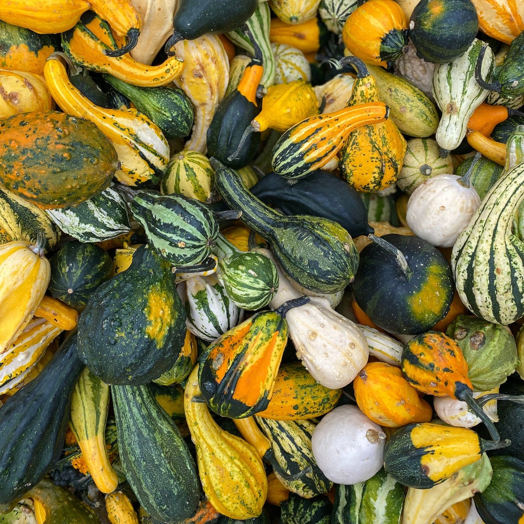 Small Gourd Mix, 25 Seeds, Pumpkin Squash Seeds, Heirloom Non-gmo, US ...
