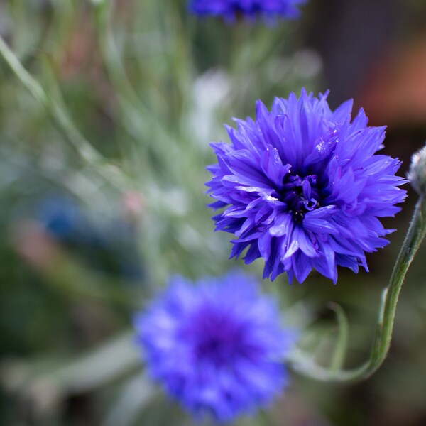 Blue Cornflower - Etsy