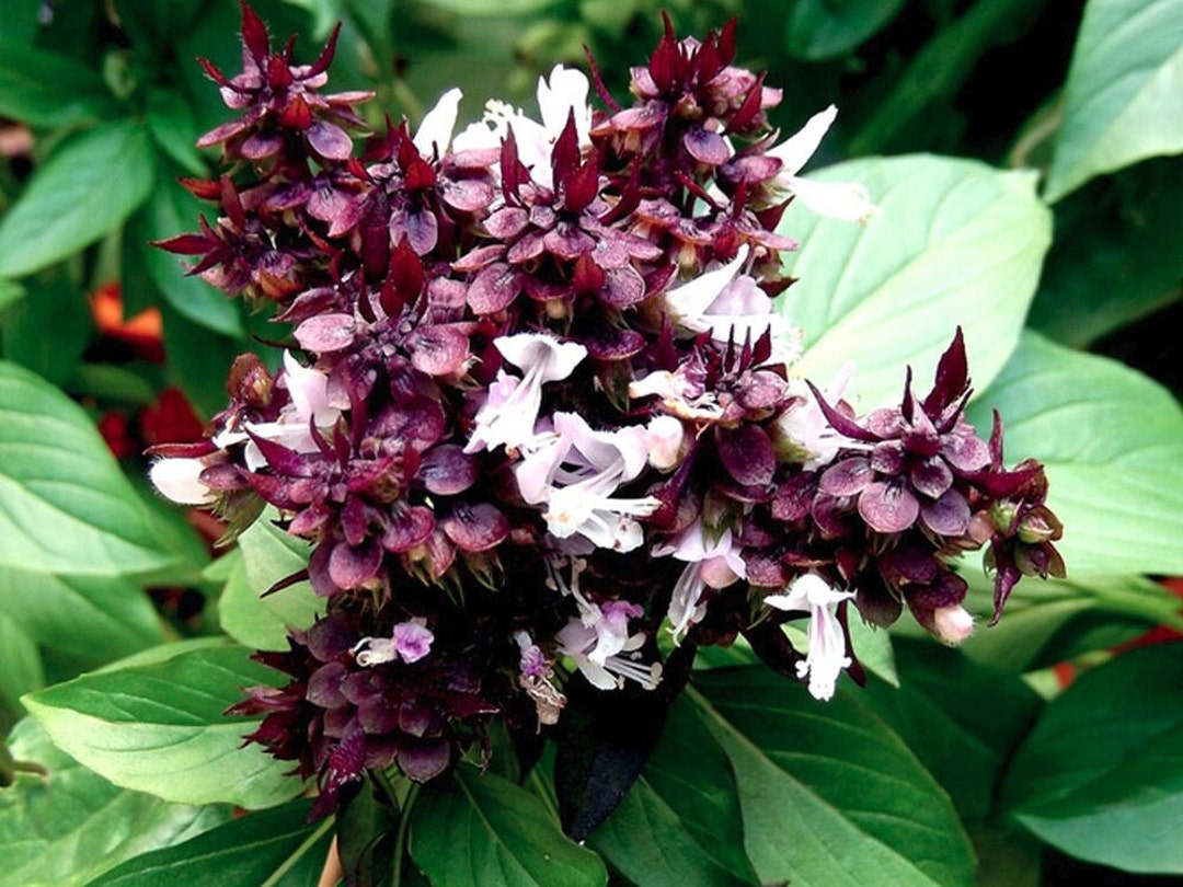 Siam Queen Basil, Sweet Thai Basil, 200 Seeds, Medicinal & Culinary ...