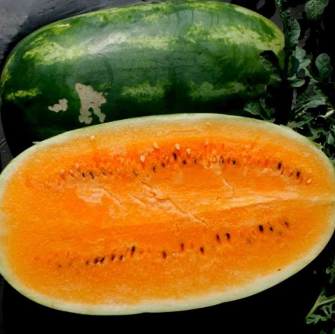 Orange Tendersweet Watermelon, 40 Seeds, Sweet Large Fruit, Orange ...