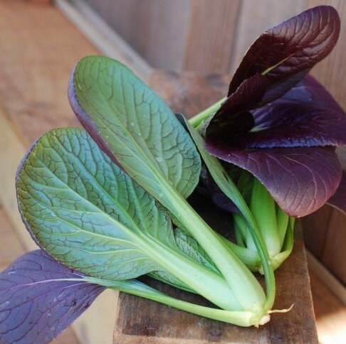 Purple Magic Pak Choi 200 Seeds Oriental Purple Bok Choy - Etsy