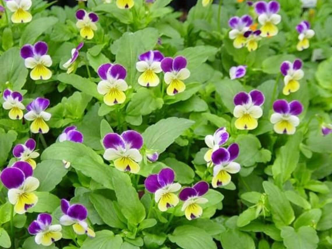 Johnny Jump Up 200 Seeds Helen Mount Viola Tricolor Blossom | Etsy