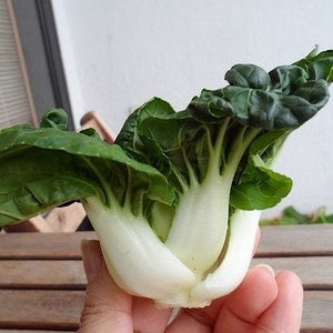 Extra Dwarf Baby Pak Choi, 200 Seeds, Chinese Cabbage Dwarf Bok Choy ...