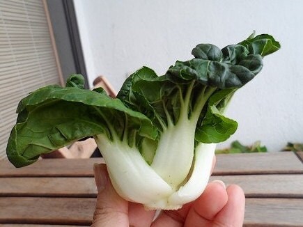 Extra Dwarf Baby Pak Choi 200 Seeds Chinese Cabbage Dwarf - Etsy