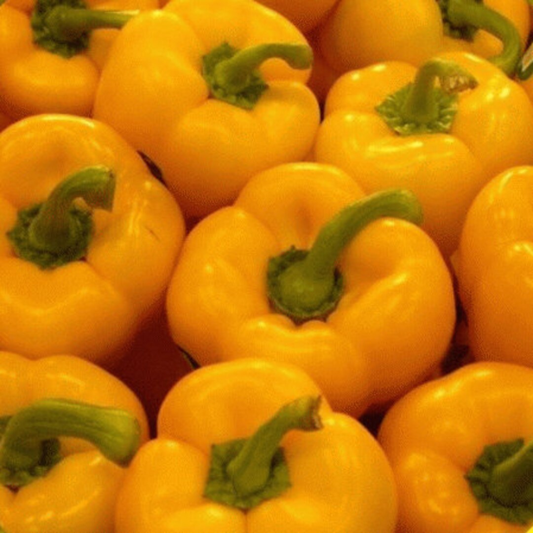 Sunbright Sweet Pepper, 25 Seeds, Golden Yellow Pepper Seeds Vegetable ...