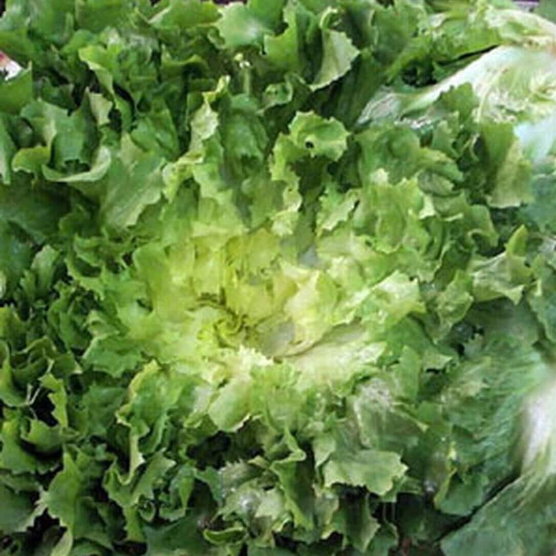 Broadleaf Batavian Endive 500 Seeds Escarole Salad Leafy - Etsy