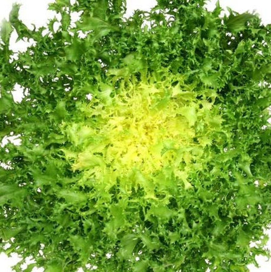Frisee Endive, 1000 Seeds, Green Curled Ruffec Endive Seeds, Salad ...
