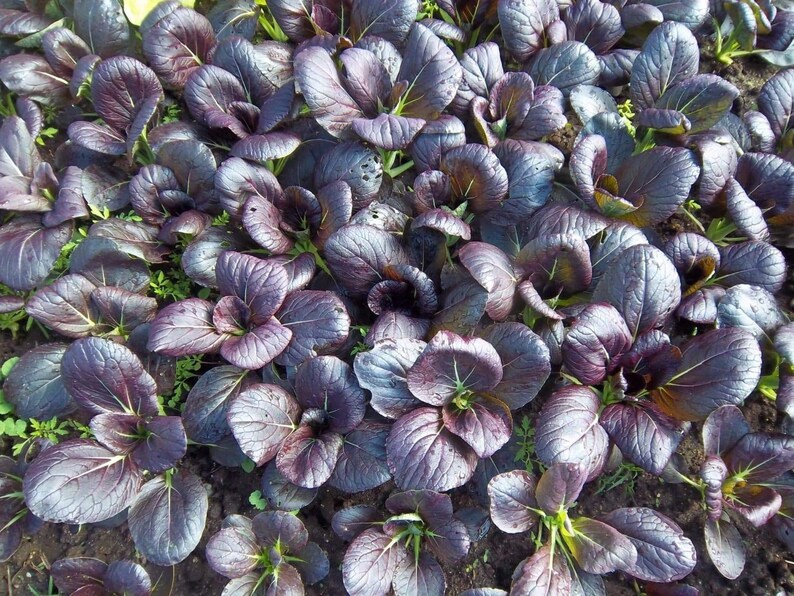 Purple Magic Pak Choi 200 Seeds Oriental Purple Bok Choy - Etsy
