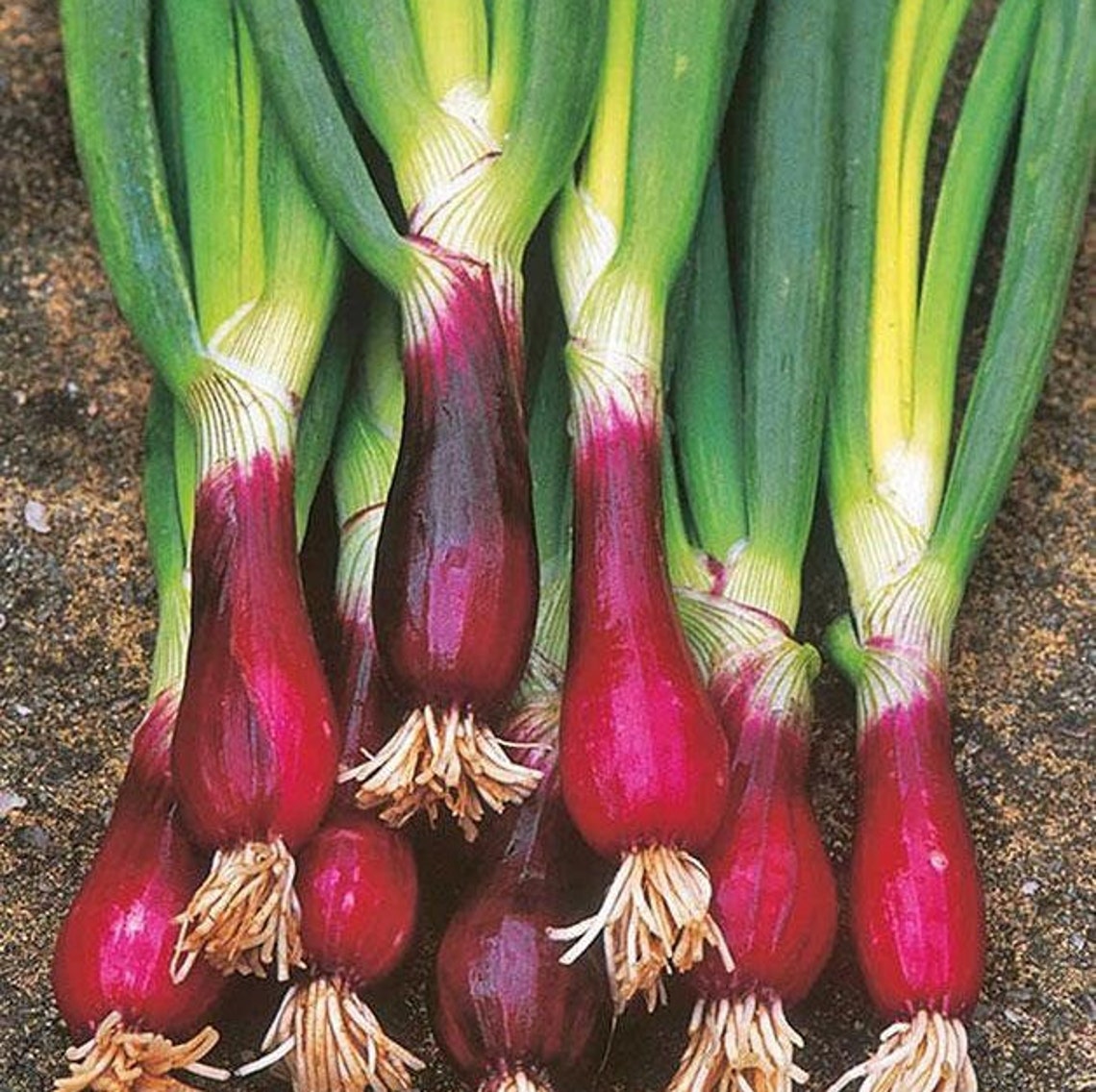 Red Beard Bunching Onion 100 Seeds Chinese Green Onion - Etsy
