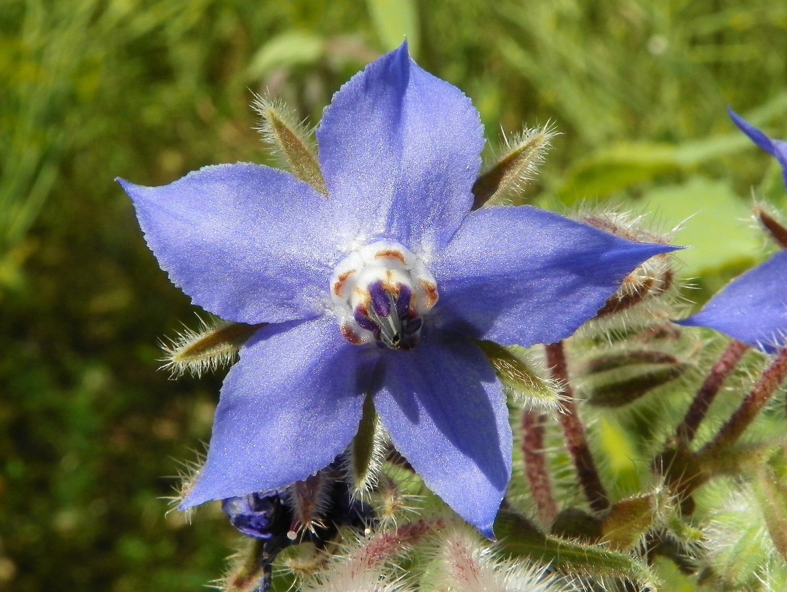 Borage, 100 Seeds, Borago Officials, Blue Blossom, Flower Wildflower ...