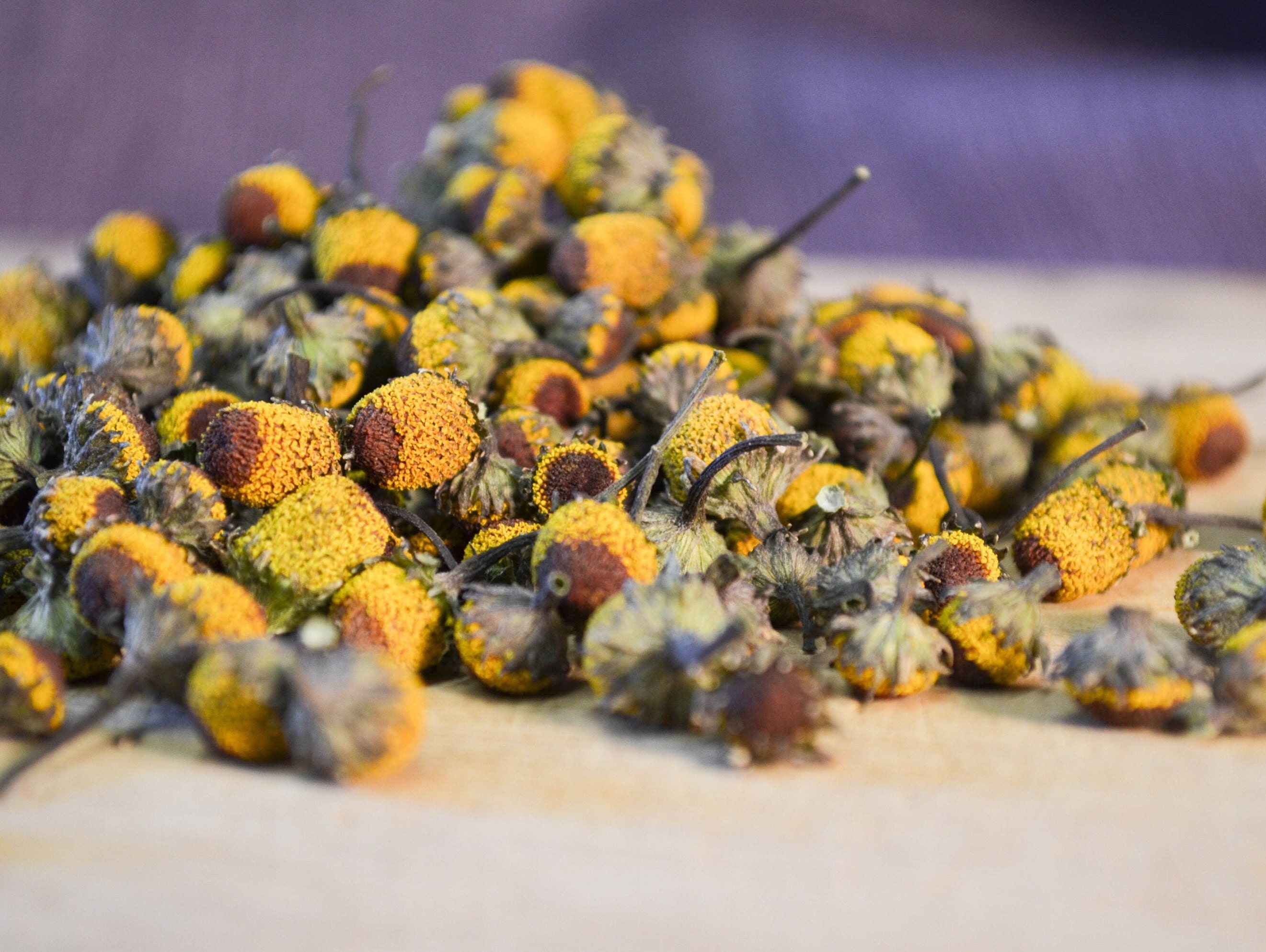 Paracress Toothache Plant 200 Seeds Medicinal & Culinary | Etsy