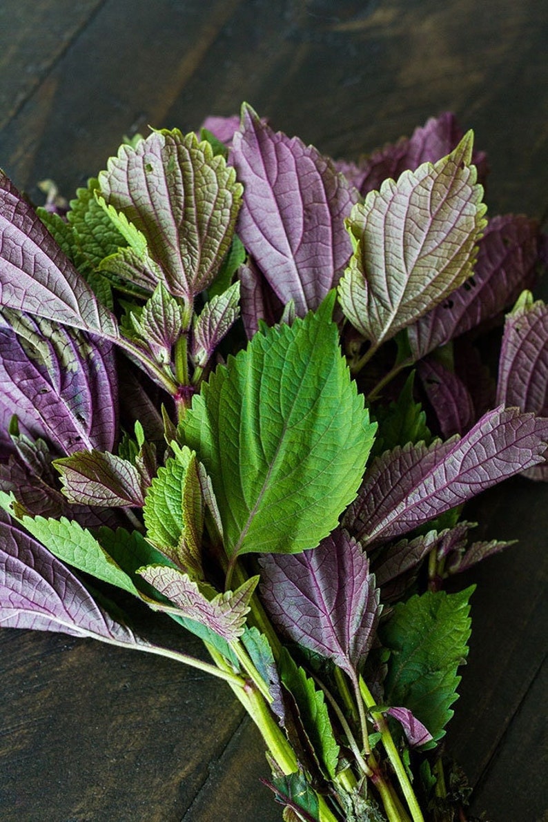 Vietnamese Shiso Perilla 100 Seeds Jeok Ssam IP Shiso Herb - Etsy