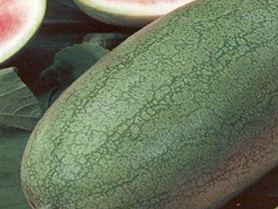 Charleston Gray Watermelon 40 Seeds Red Big Juicy Watermelon - Etsy