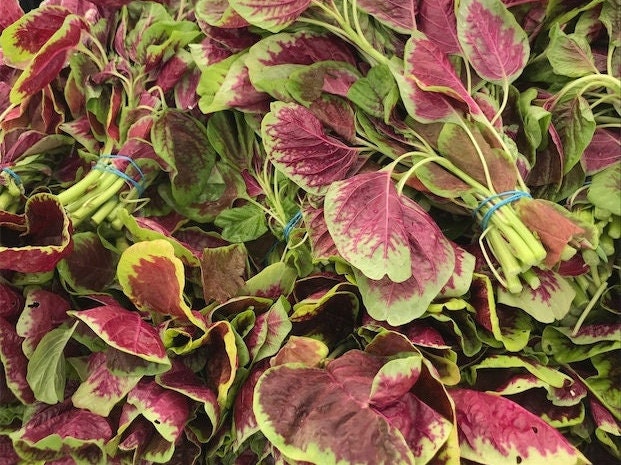 Red Leaf Amaranth 200 Seeds Hu Hsien Red Callaloo Chinese - Etsy