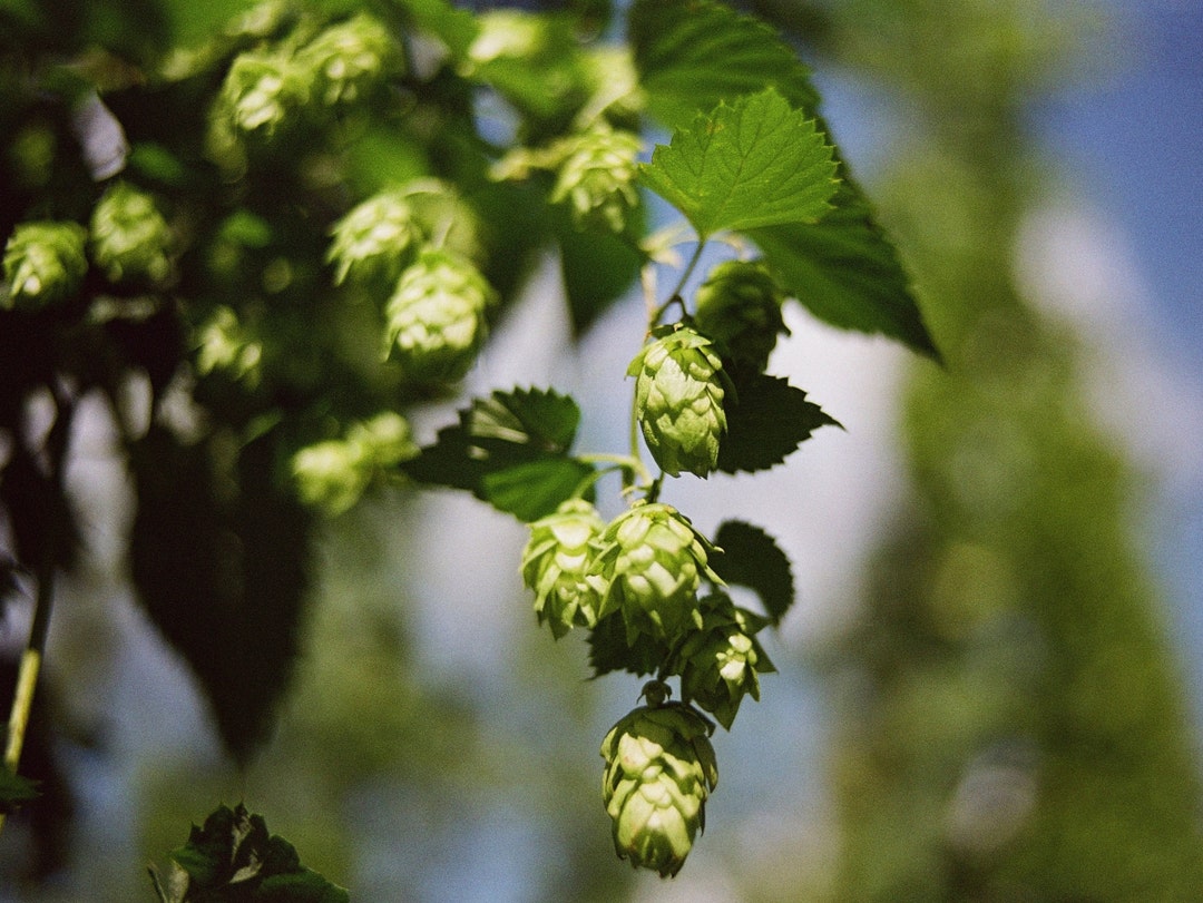 Hops, Organic, 15 Seeds, Humulus Lupulus Medicinal Herb & Culinary Herb ...