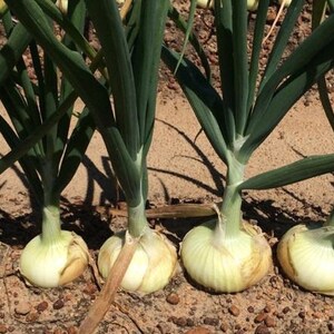 Vidalia Onion, 200 Seeds, Yellow Granex Hybrid F1, Sweetest Onion ...