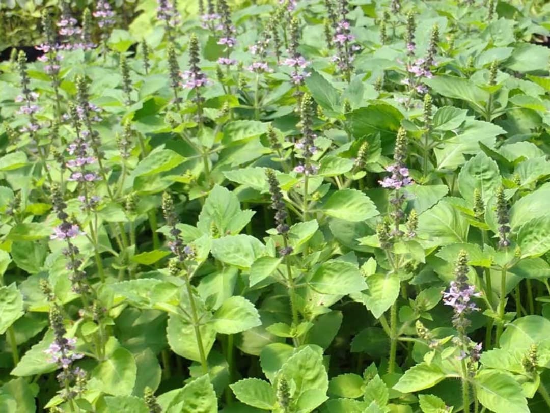 Temperate Tulsi (holy Basil), Organic, 50 Seeds, Tea Basil Tulasi Seeds ...