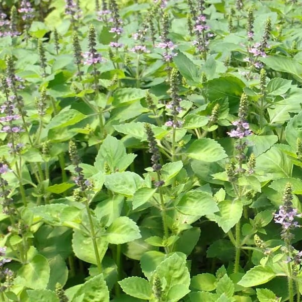 Tulsi Seeds - Etsy