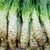 Celtuce Summer 38, 200 Seeds, Chinese Stem Lettuce Seeds Asparagus Slow ...