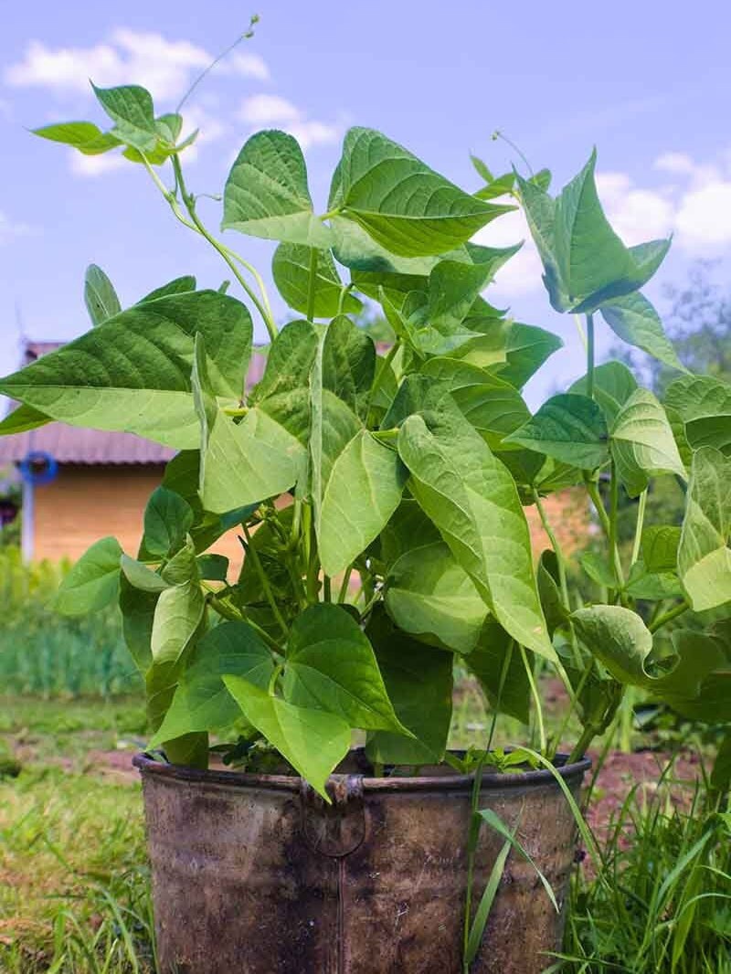 Contender Green Bush Bean 30 Seeds Green Bean Tender Pods - Etsy