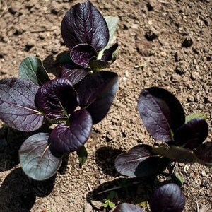 Purple Magic Pak Choi, 200 Seeds, Oriental Purple Bok Choy Green Stem ...