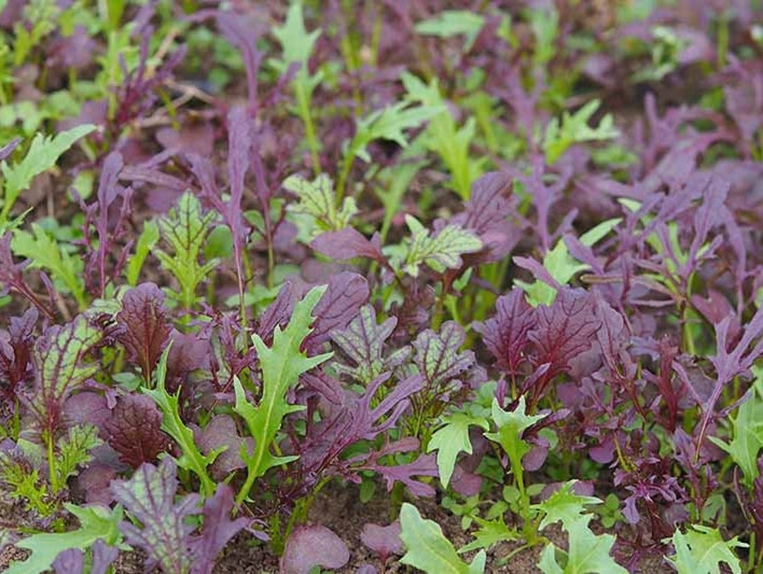 Mizuna Red Streaks Mustard, 200 Seeds, Japanese Mustard Green, Ruby Streaks Mustard, Asian ...