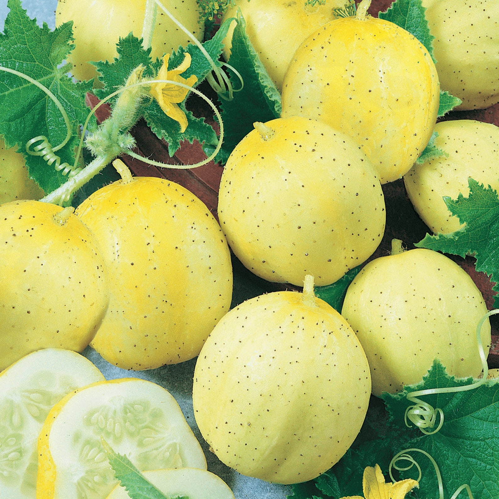 Lemon Cucumber 30 Seeds Round Cucumber Seeds Small Extra - Etsy