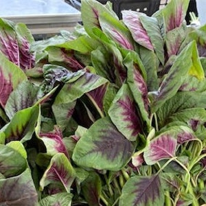 Red Leaf Amaranth, 200 Seeds, Hu Hsien Red Callaloo Chinese Spinach ...