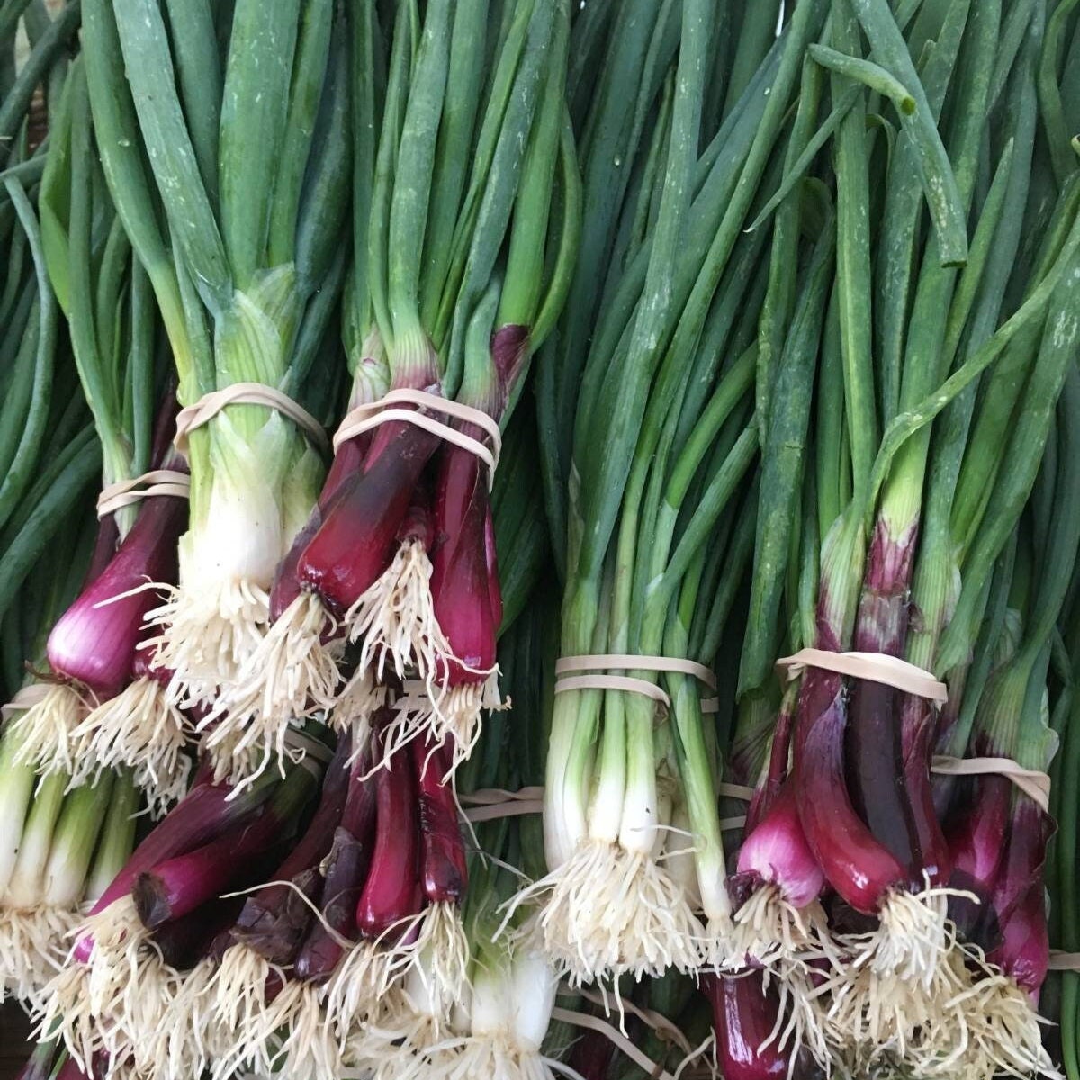 Red Beard Bunching Onion 100 Seeds Chinese Green Onion - Etsy