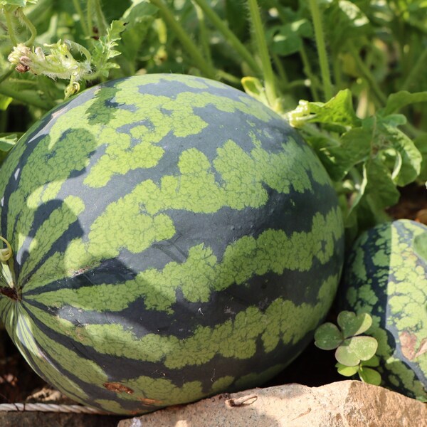 Giant Watermelon - Etsy