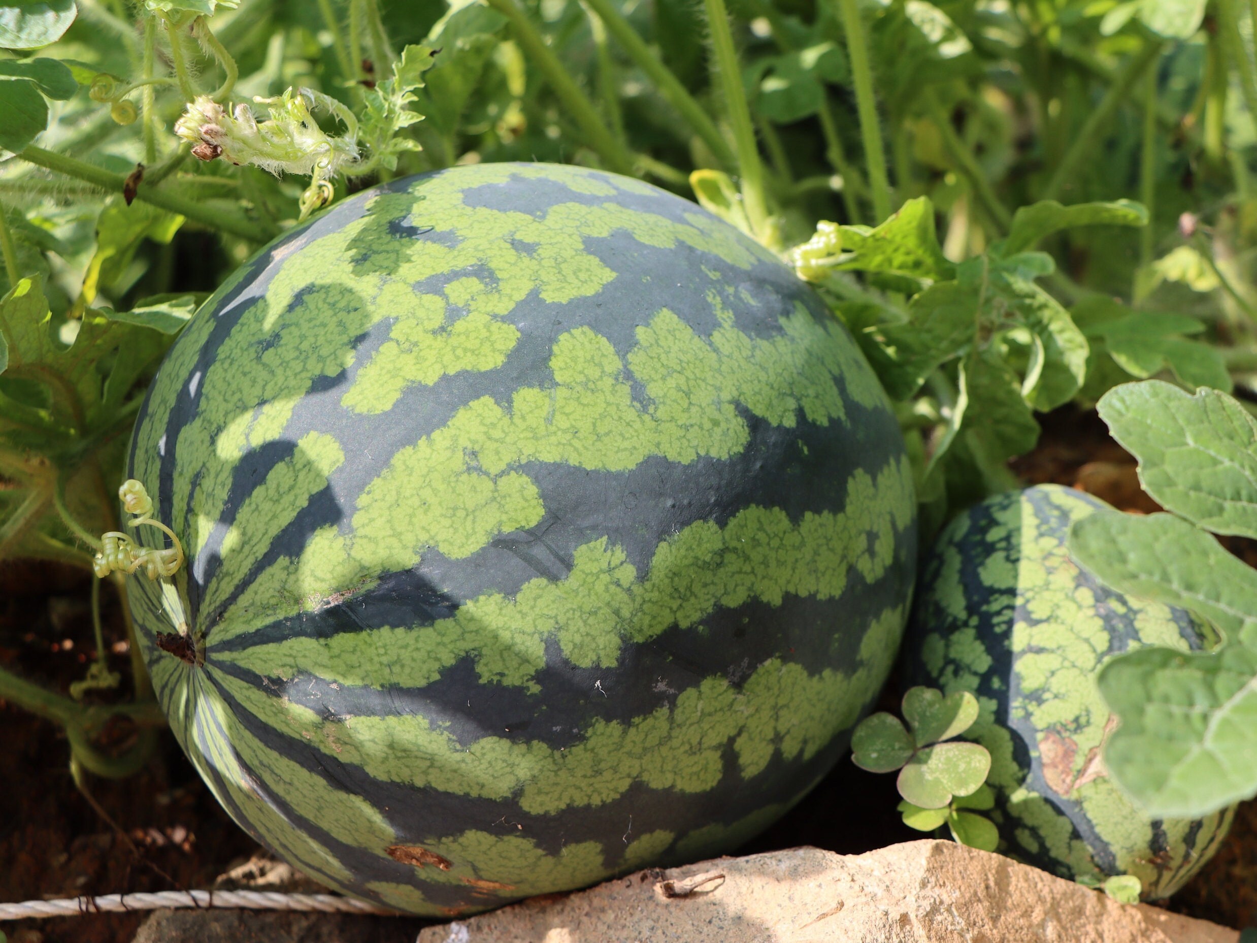 Enormous Watermelon On A Vine