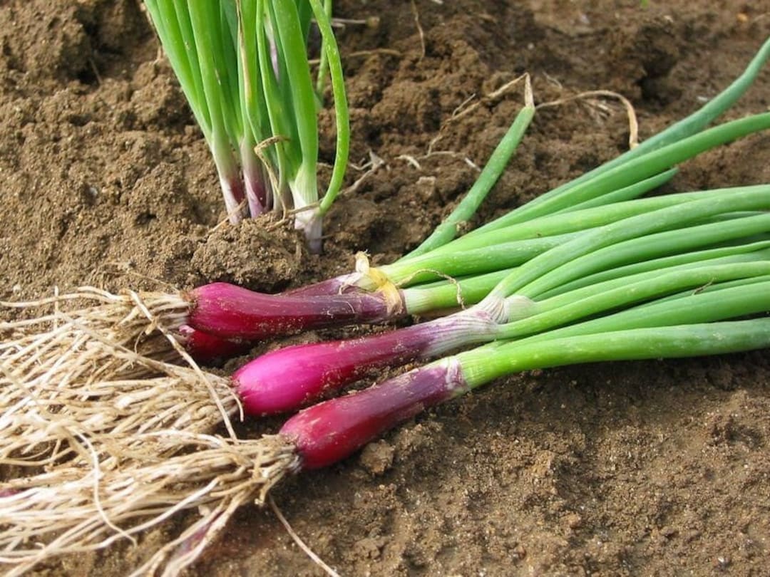 Red Beard Bunching Onion, 100 Seeds, Chinese Green Onion, Scallions ...