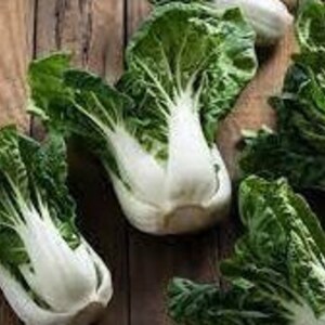 Extra Dwarf Baby Pak Choi, 200 Seeds, Chinese Cabbage Dwarf Bok Choy ...