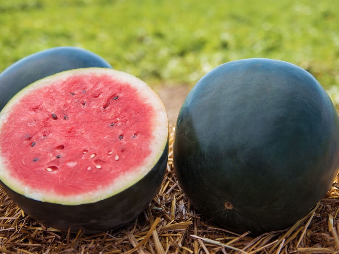 Black Diamond Watermelon, 30 Seeds, Dark Green Watermelon Seeds Large ...