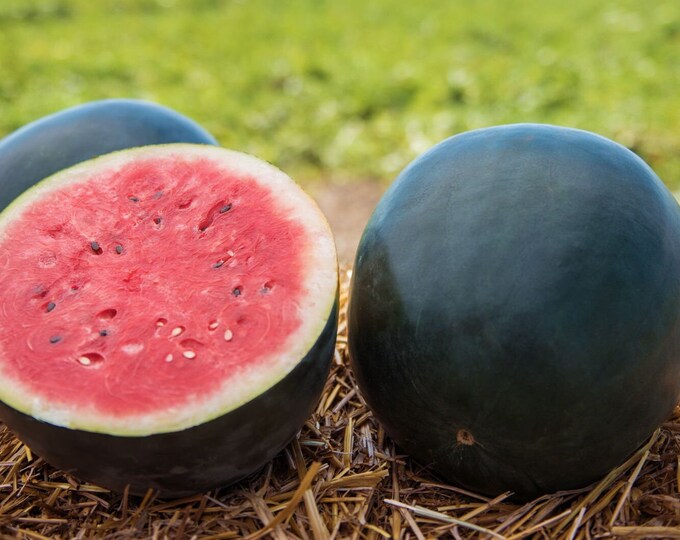 Black Diamond Watermelon, 30 Seeds, Dark Green Watermelon Seeds Large ...