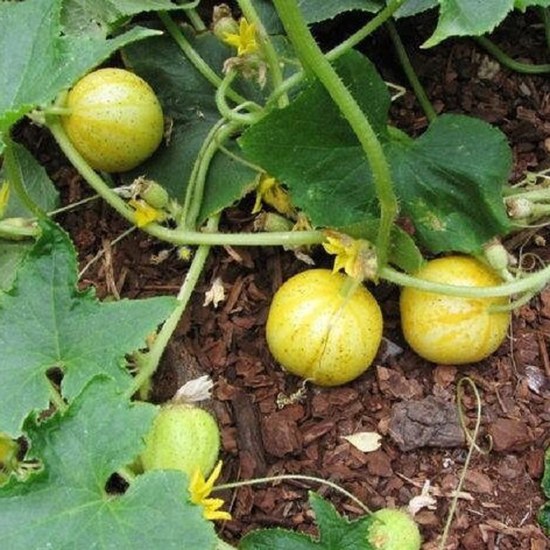 Lemon Cucumber 30 Seeds Round Cucumber Seeds Small Extra - Etsy