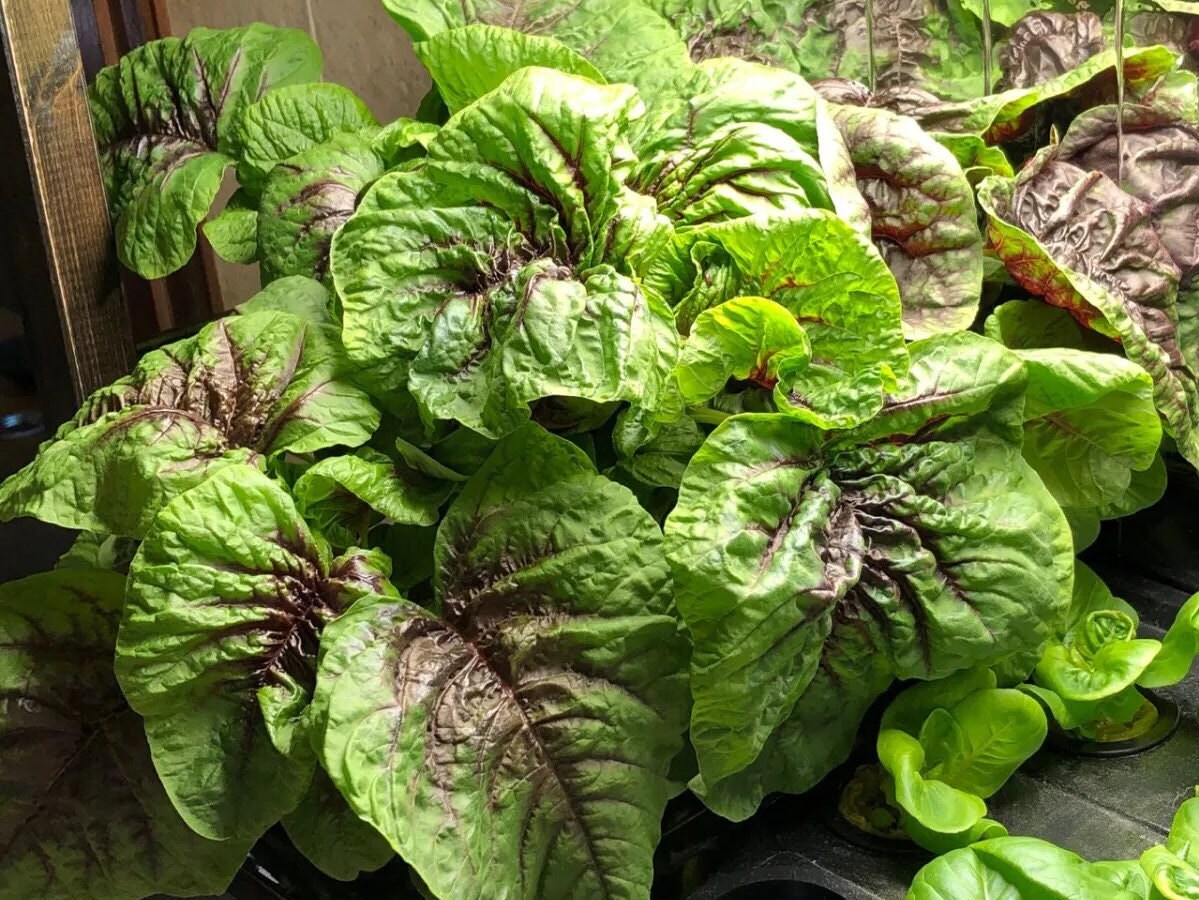 Red Leaf Amaranth 200 Seeds Hu Hsien Red Callaloo Chinese - Etsy