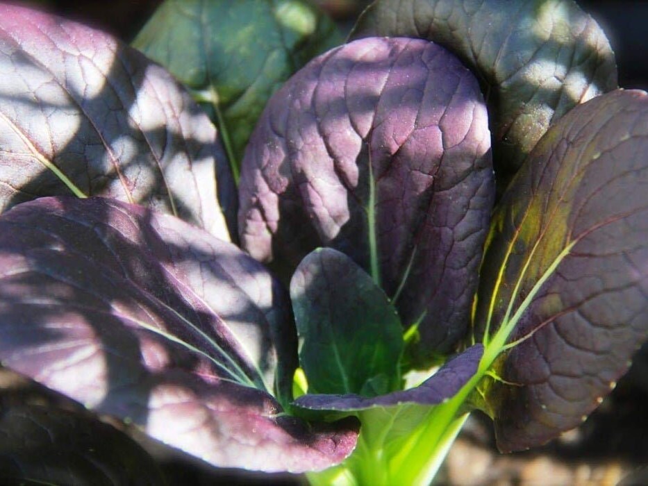 Purple Magic Pak Choi 200 Seeds Oriental Purple Bok Choy - Etsy
