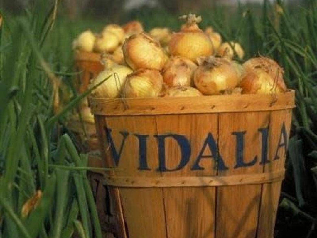 Vidalia Onion, 200 Seeds, Yellow Granex Hybrid F1, Sweetest Onion ...