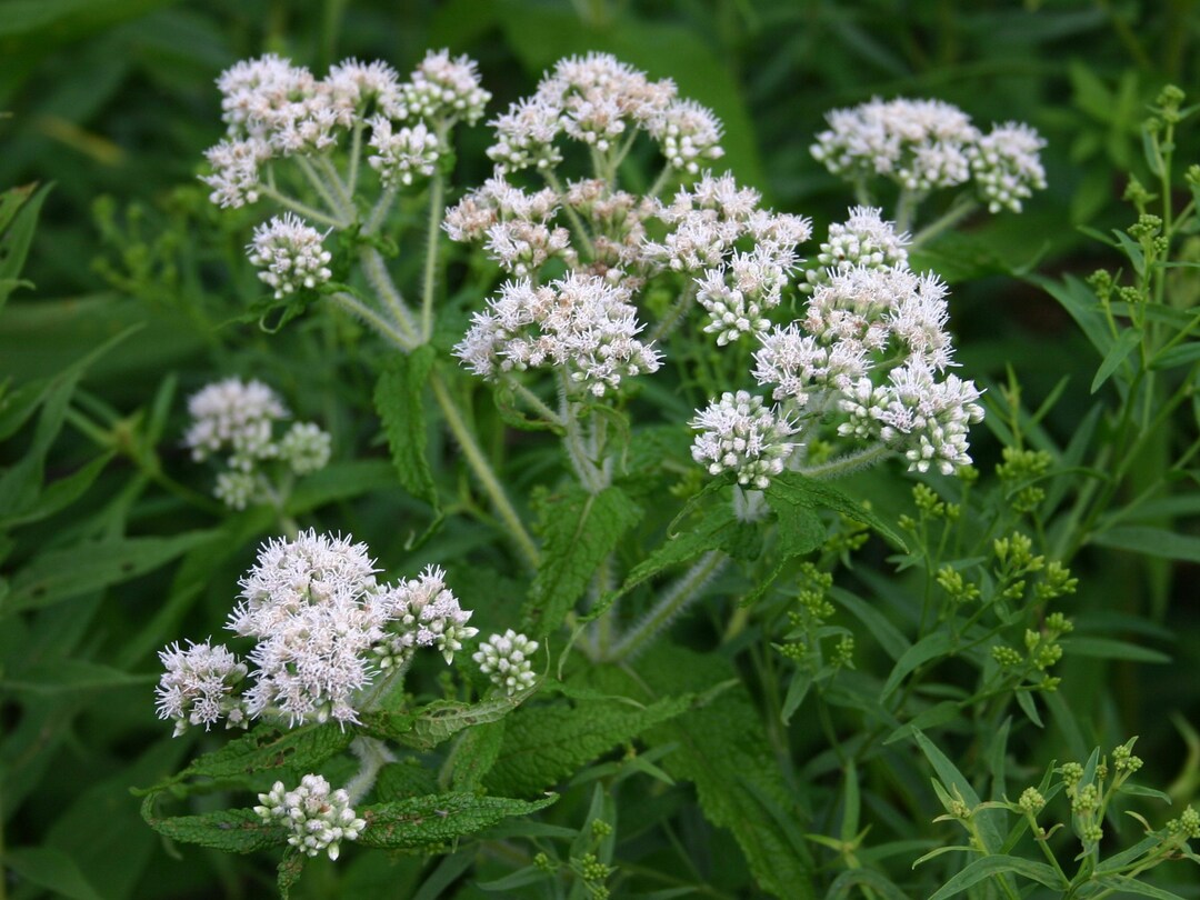 Boneset, 200 Seeds, Medicinal & Culinary Herb Seeds Heirloom Non-gmo US ...