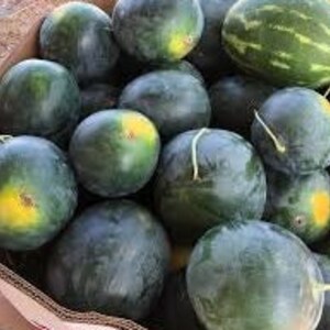 Black Diamond Watermelon, 30 Seeds, Dark Green Watermelon Seeds Large ...