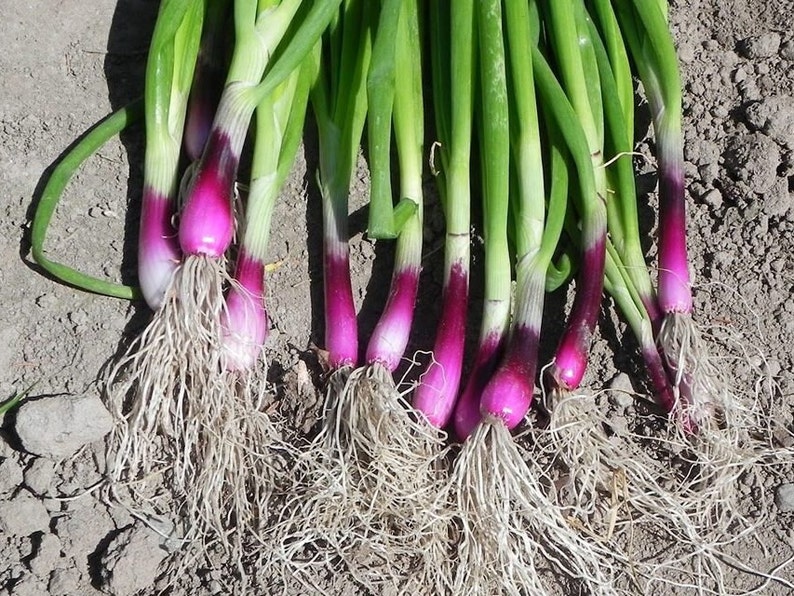 Red Beard Bunching Onion 100 Seeds Chinese Green Onion - Etsy