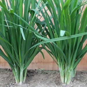 Garlic Chive Broad Leaved Nira, 100 Seeds, Chinese Leek Japanese ...