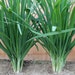 Garlic Chive Broad Leaved Nira, 100 Seeds, Chinese Leek Japanese ...