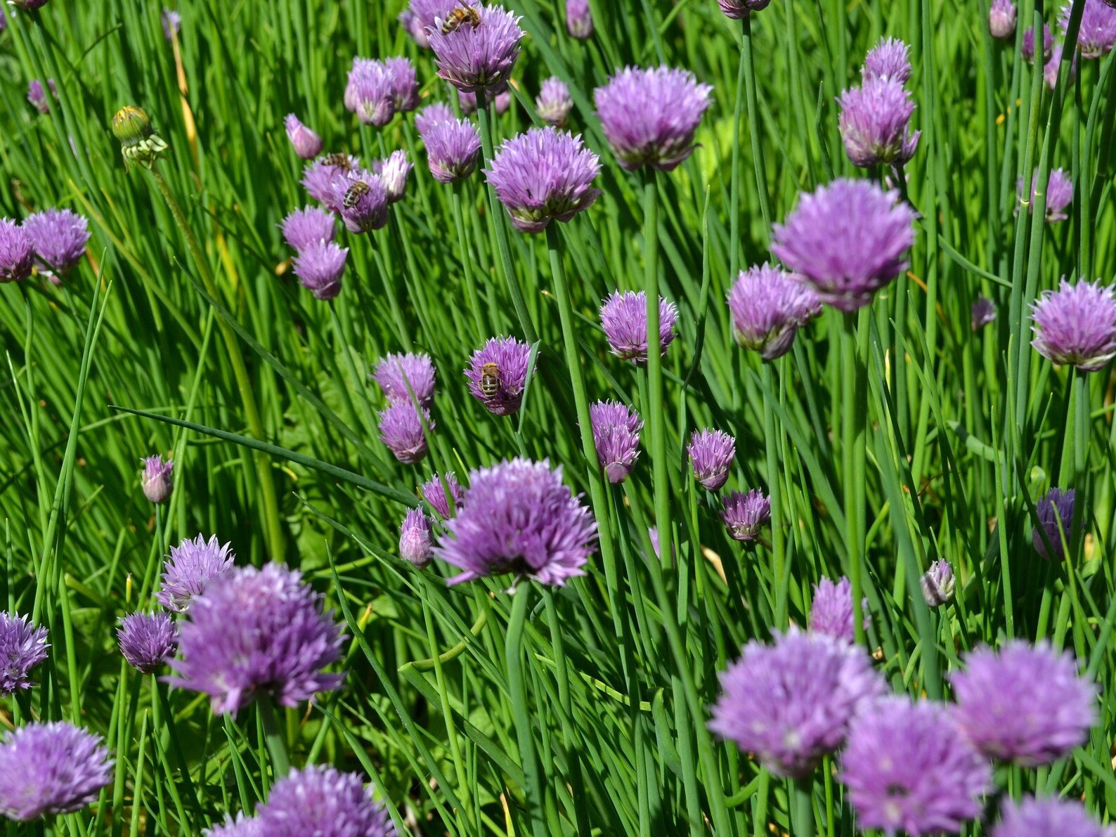 Common Chives 200 Seeds Chinese Chives Oriental Herb - Etsy