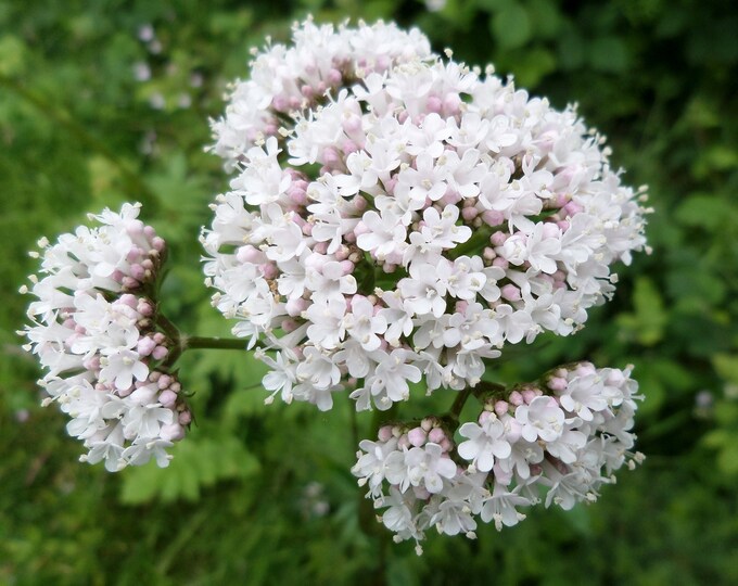 Valerian, 200 Seeds, Medicinal & Culinary Herb Seeds Flower Seeds ...
