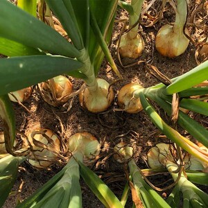 Vidalia Onion, 200 Seeds, Yellow Granex Hybrid F1, Sweetest Onion ...